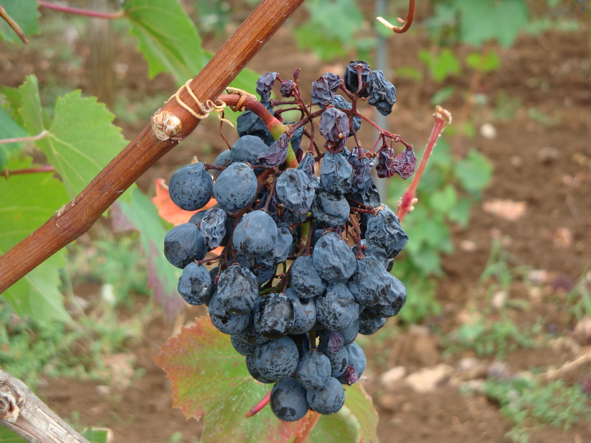 Pregledovanje vinogradov in odstranjevanje okuženih trsov ob pojavu ...