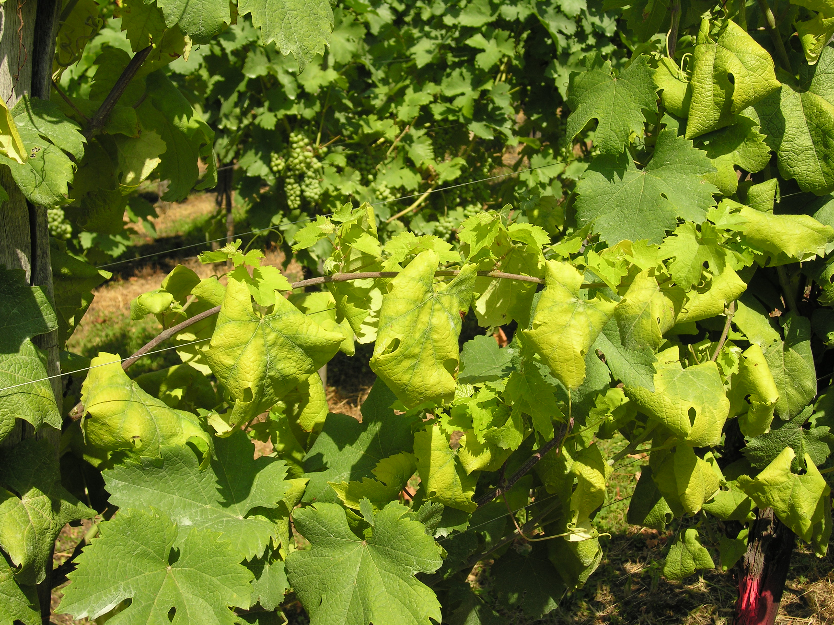 Pregledovanje vinogradov in odstranjevanje okuženih trsov ob pojavu ...