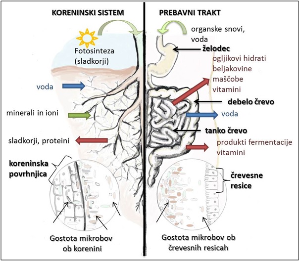 Ali ste vedeli, da imajo rastline prebavila v tleh? | GOV.SI