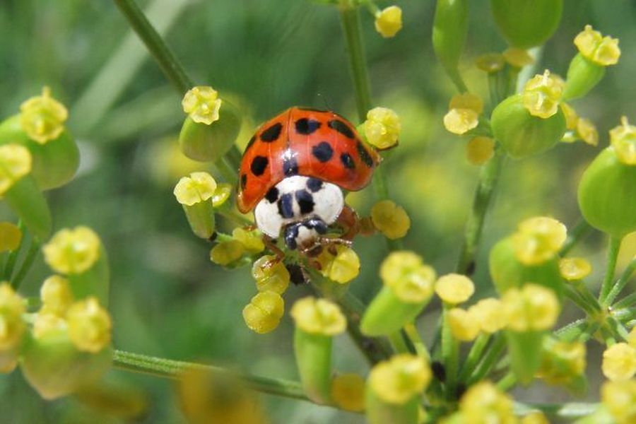 Harlekinska polonica (lat. Harmonia axyridis) | GOV.SI