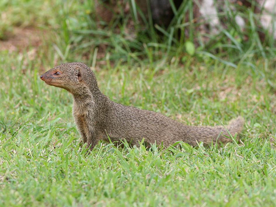 Mali indijski mungo (lat. Herpestes javanicus) | GOV.SI
