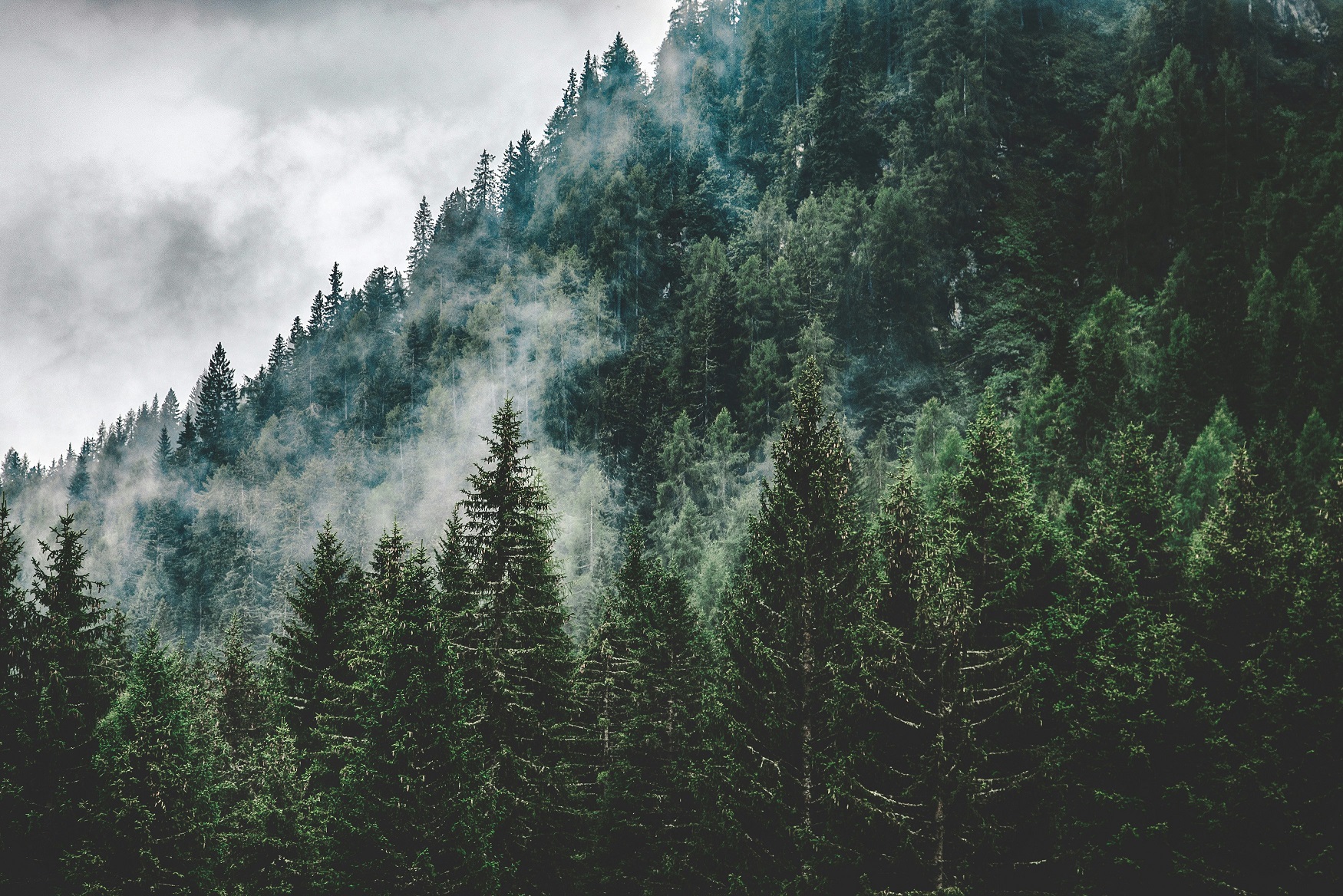 ForestValue2 | GOV.SI