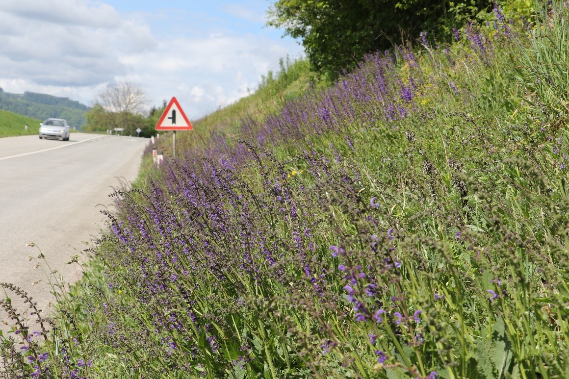 Cvetoči cestni robovi | GOV.SI