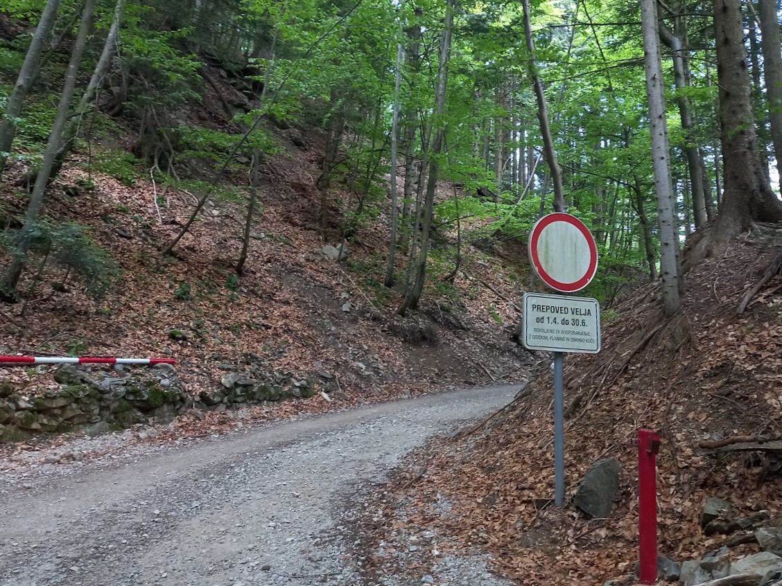 Pravilno in odgovorno nabiranje gozdnih sadežev | GOV.SI