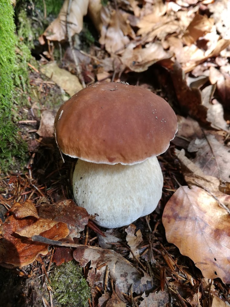 Pravilno in odgovorno nabiranje gozdnih sadežev | GOV.SI