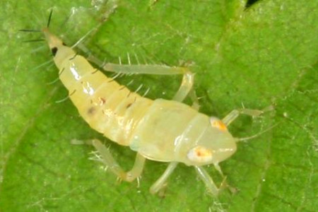 Zlata trsna rumenica (Grapevine flavescence dorée) | GOV.SI