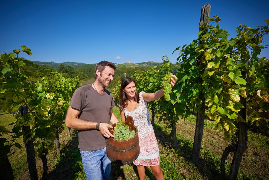 It's harvest time | GOV.SI